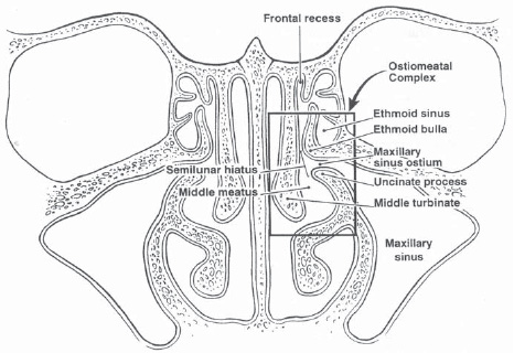 Anatomy Of Ostiomeatal Complex Epomedicine