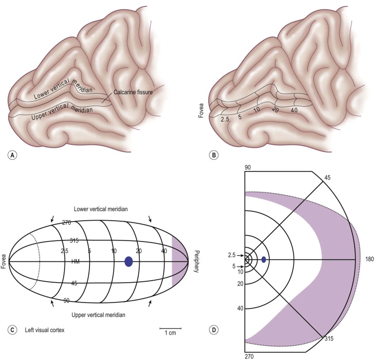 Processing In The Primary Visual Cortex Ento Key