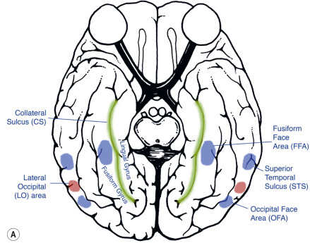 Fusiform Face Area Diagram